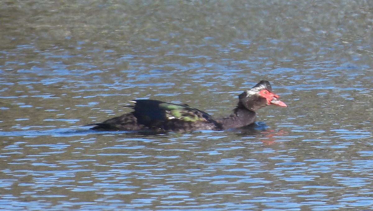 eBird Checklist - 17 Feb 2025 - Timber Oaks - 14 species