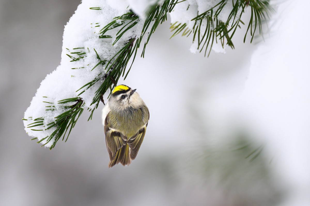 eBird Checklist - 12 Feb 2025 - My House - 16 species