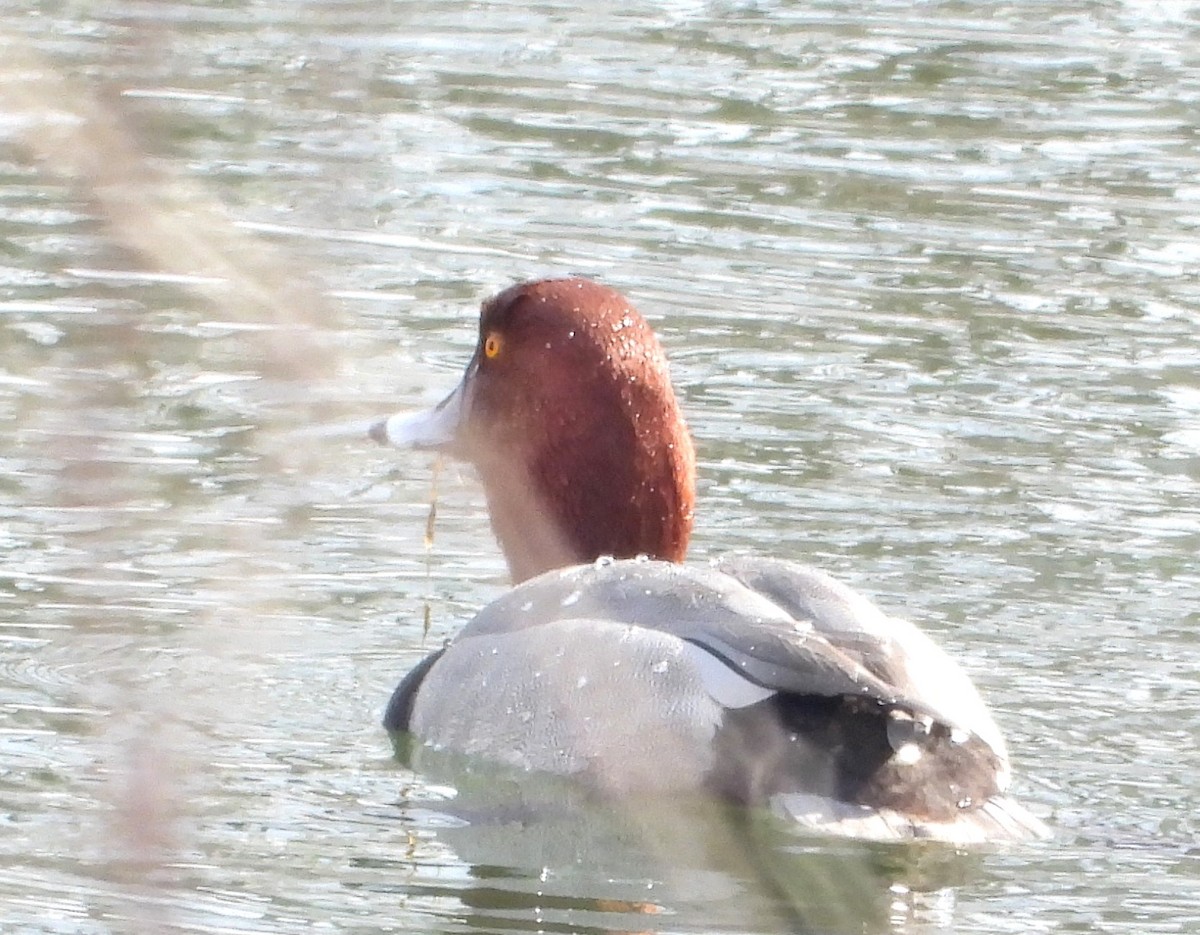 Pennsylvania Bird Atlas Checklist - 17 Feb 2025 - Saint Vincent College--Saint Vincent Lake and ...
