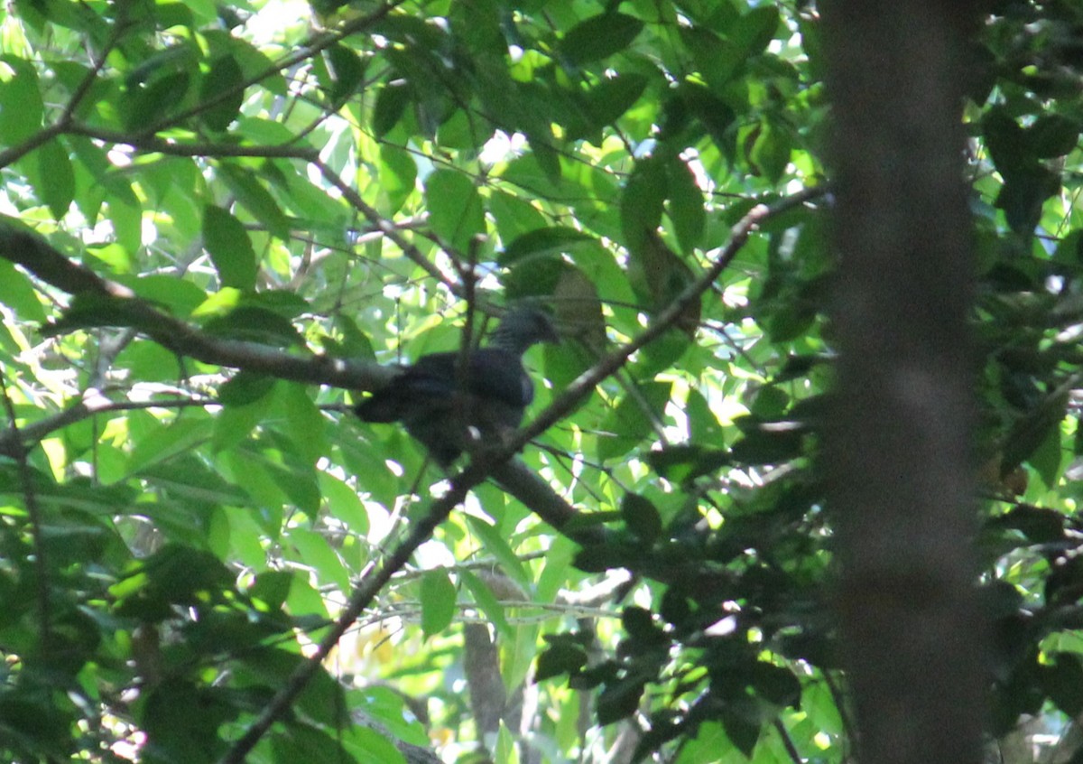 eBird Checklist - 16 Feb 2025 - Bhorgiri Fort - 39 species (+1 other taxa)