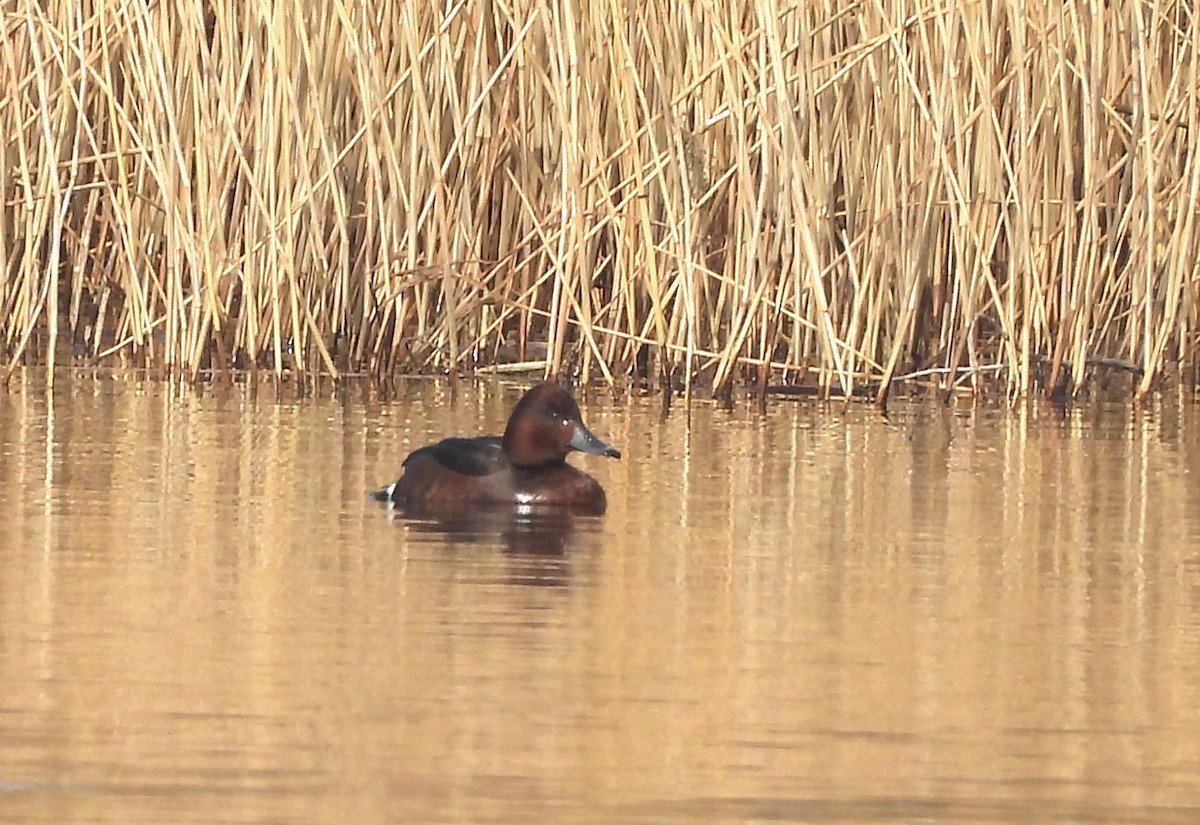 eBird Checklist - 17 Feb 2025 - Fen Drayton Lakes RSPB Reserve - 8 species