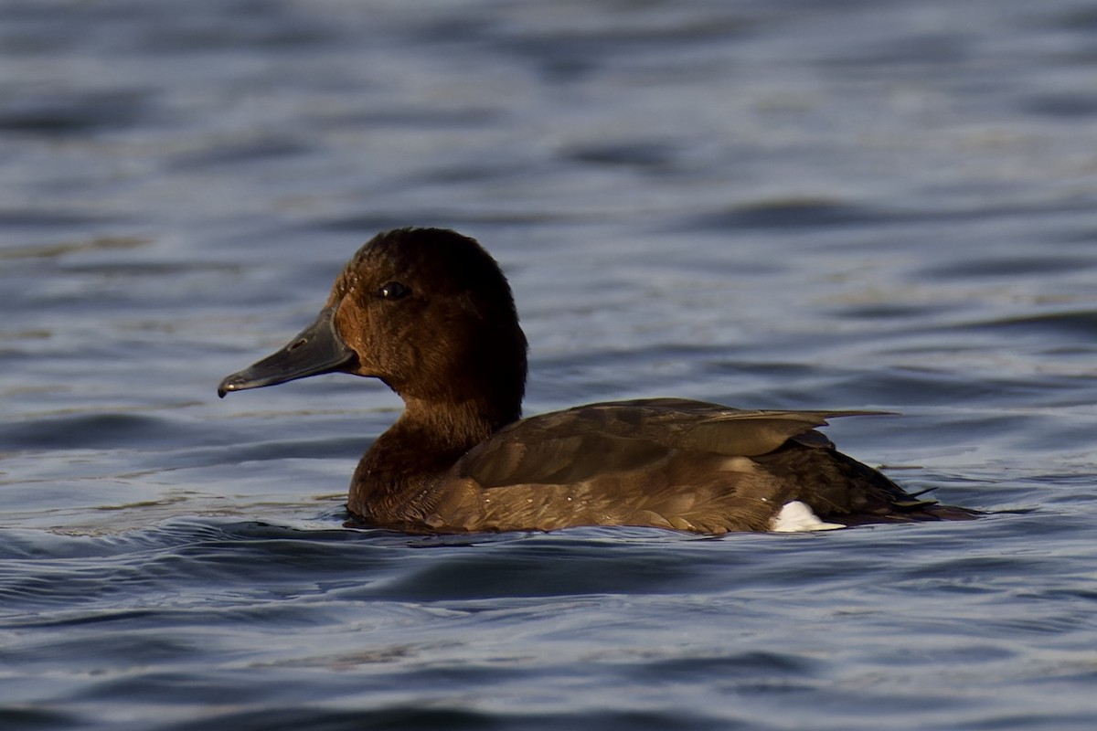 ML630855517 - Ferruginous Duck - Macaulay Library