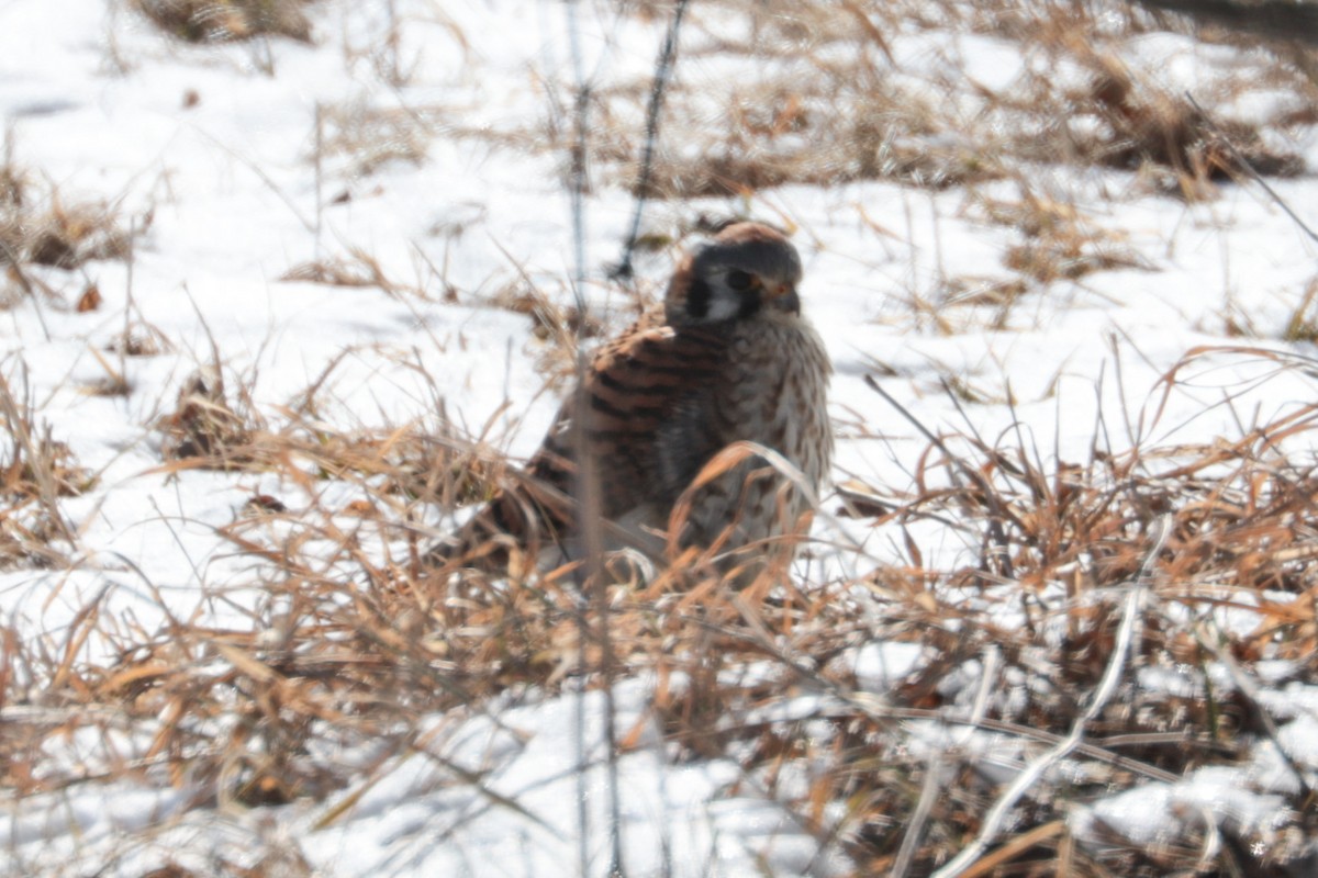 Pennsylvania Bird Atlas Checklist - 17 Feb 2025 - 213–275 Airport Rd, Centre Hall US-PA 40.80465 ...