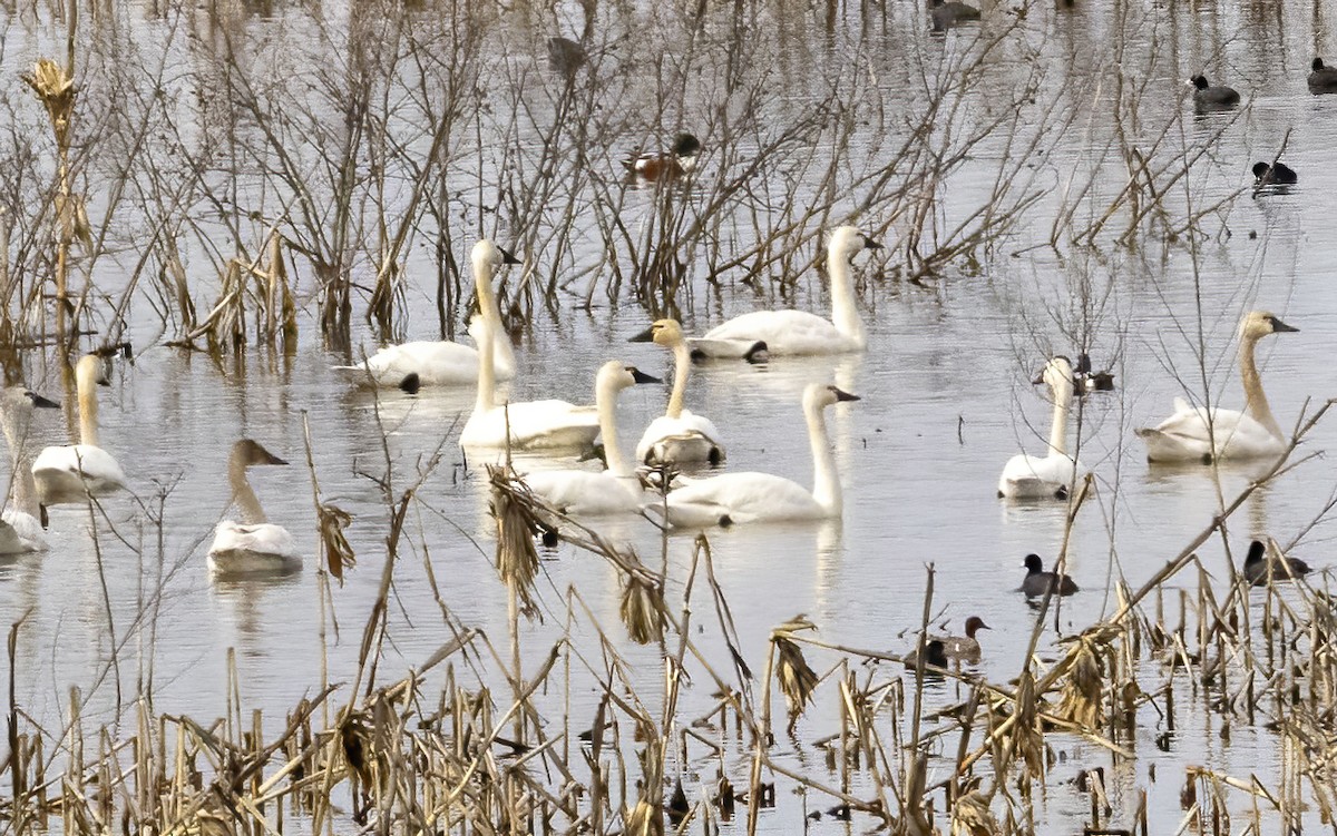 eBird Checklist - 16 Feb 2025 - Eight Mile/Little Potato Slough - 37 ...