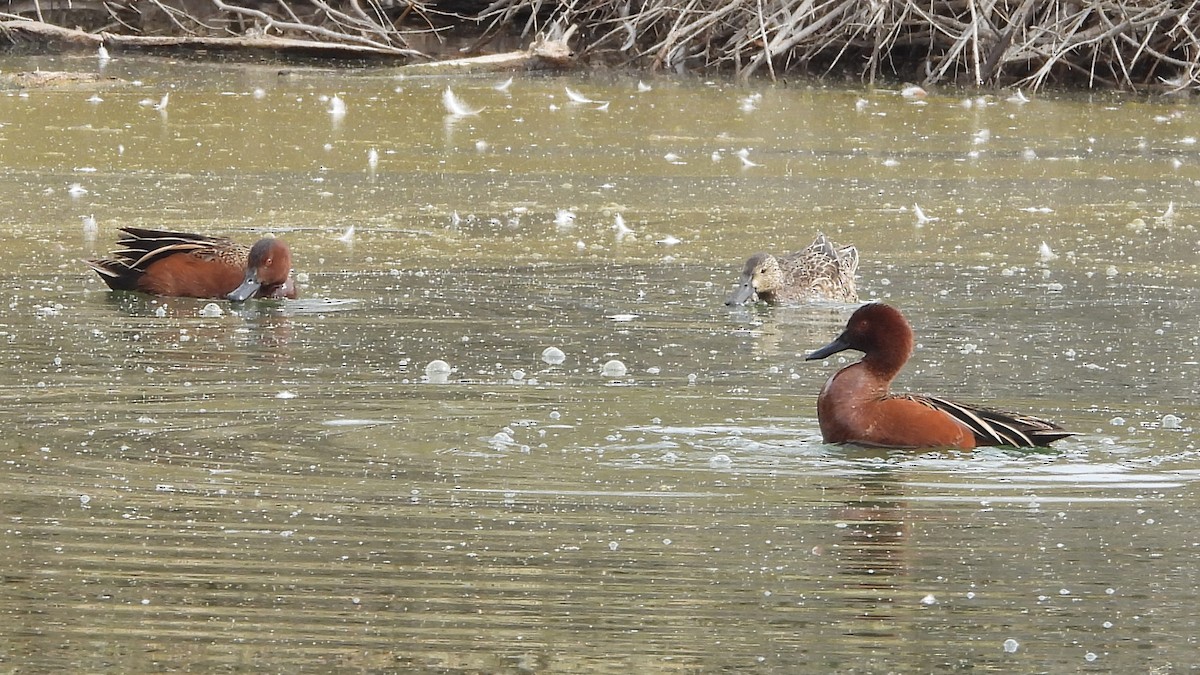 eBird Checklist - 17 Feb 2025 - Riparian Preserve at Gilbert Water ...