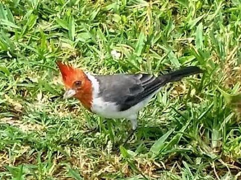 eBird Checklist - 26 Apr 2019 - Miraflores, Lima, Peru - 1 species