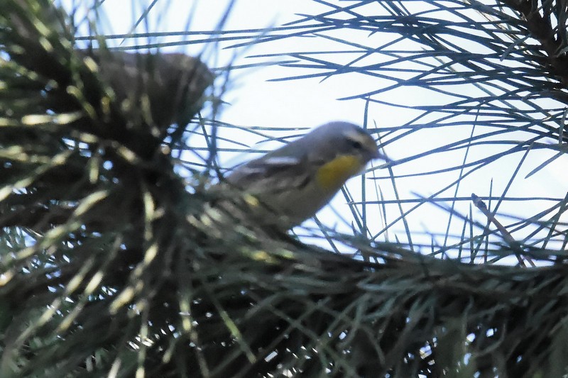 eBird Checklist - 17 Feb 2025 - Knollcrest Park, Irvine - 23 species