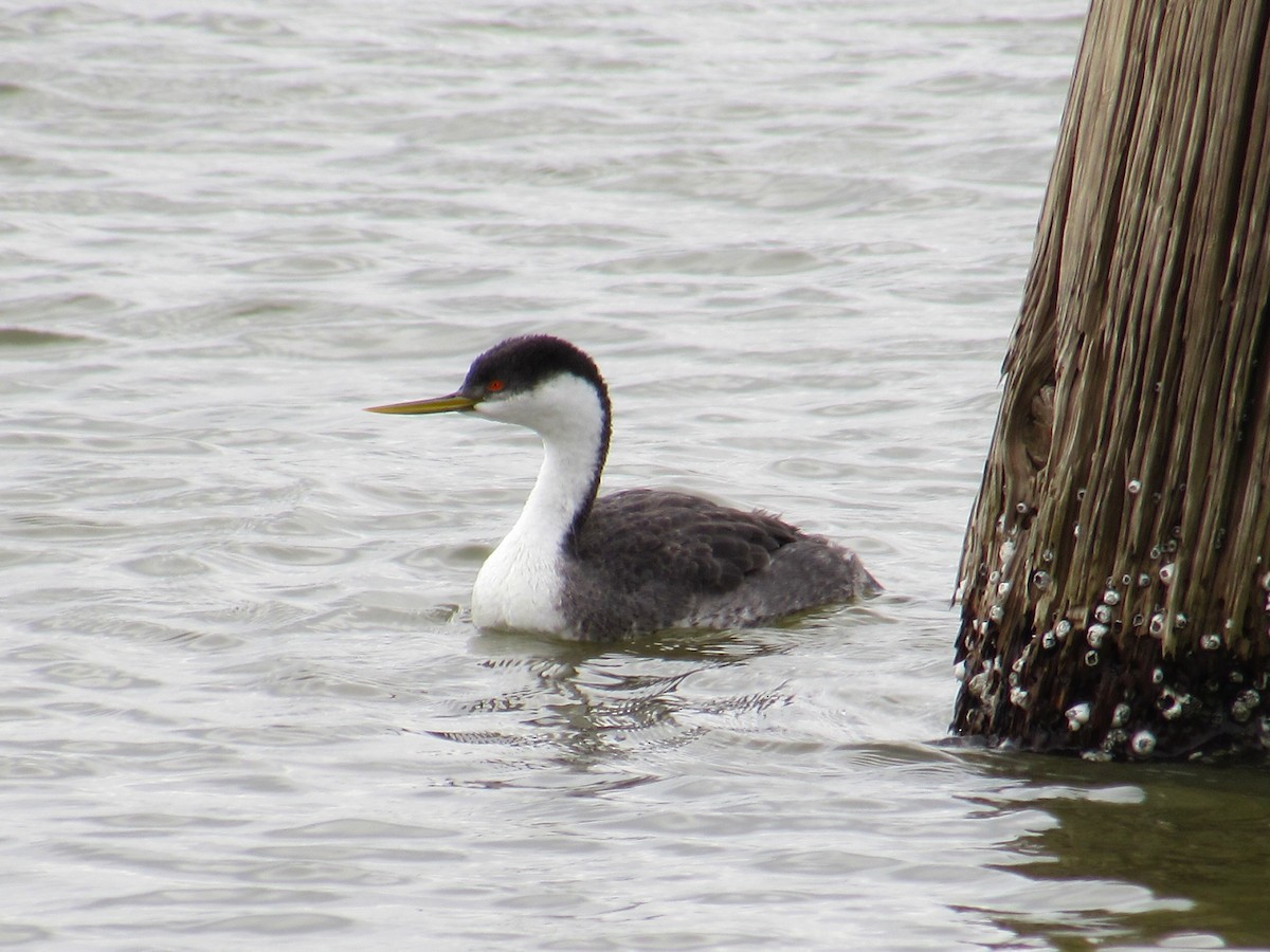 eBird Checklist - 17 Feb 2025 - 219 West Shore Drive, Kemah, Texas, US ...