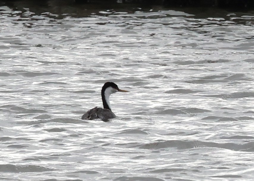 eBird Checklist - 17 Feb 2025 - 219 West Shore Dr, Kemah, Tx - 1 species