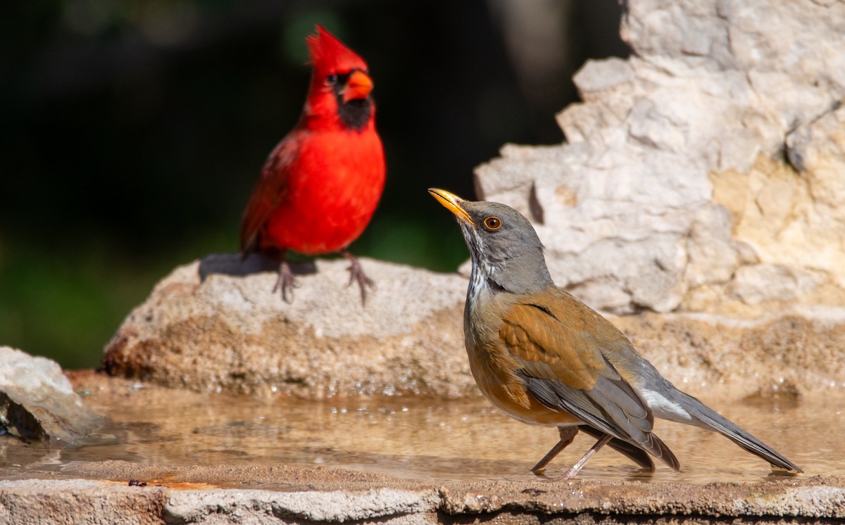 ML630871085 - Rufous-backed Robin - Macaulay Library