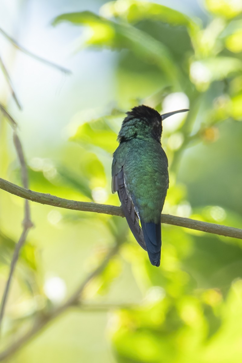 eBird Checklist - 30 Jan 2025 - La Ruta de los Colibríes - 31 species