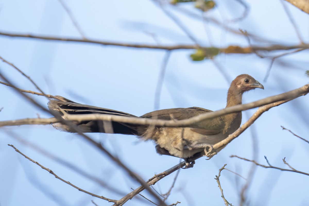 eBird Checklist - 30 Jan 2025 - La Elisa--Chestnut-winged Chachalaca Road - 20 species