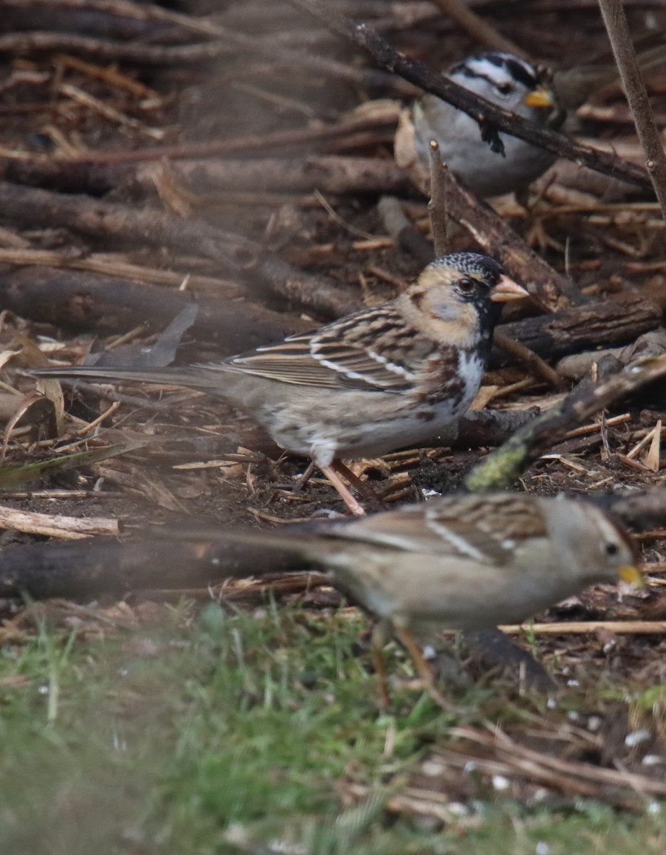 Great Backyard Bird Count Checklist - 17 Feb 2025 - parkview - 22 species