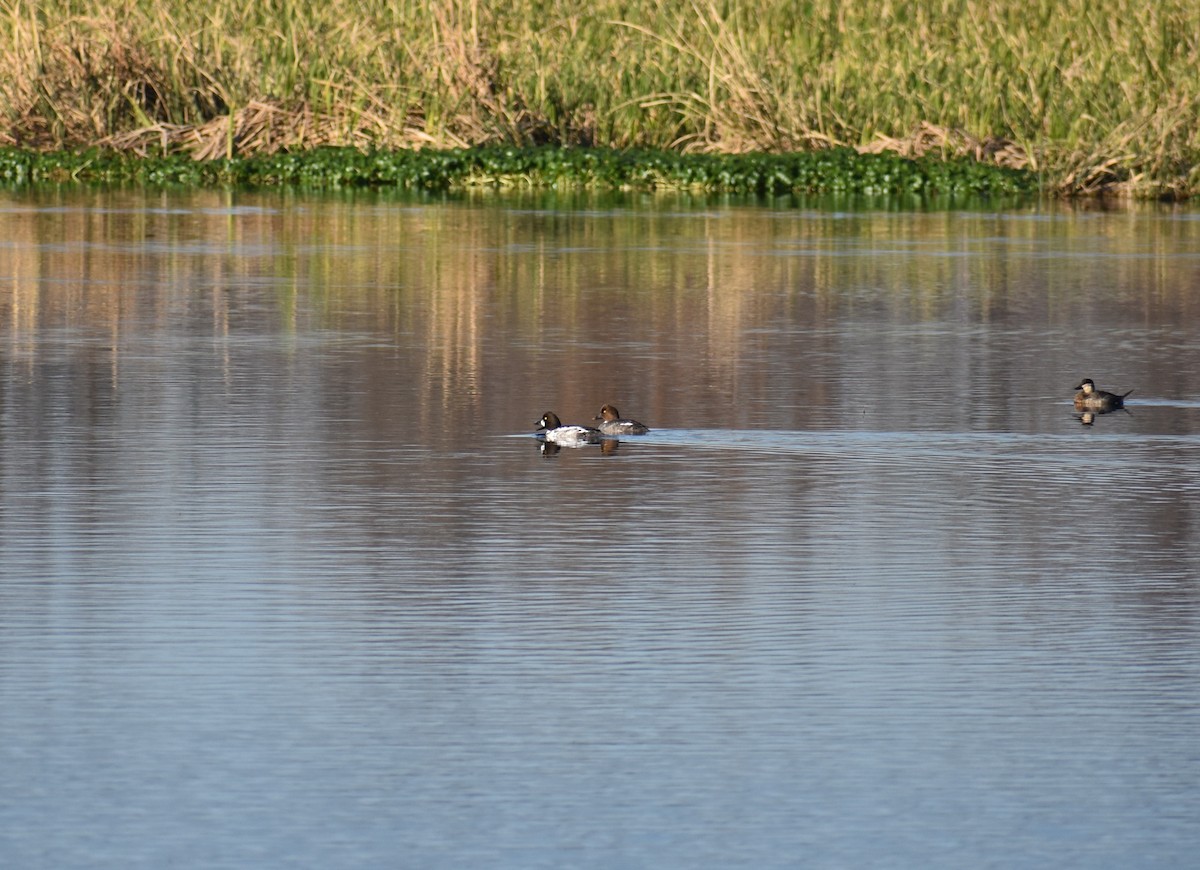eBird Checklist - 17 Feb 2025 - Phinizy Swamp Nature Park - 36 species