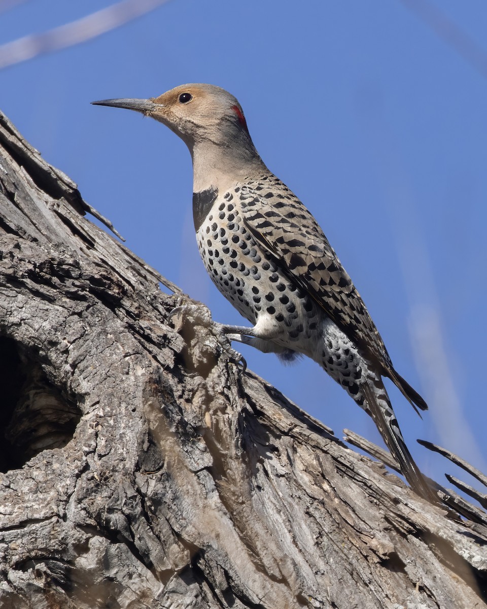 eBird Checklist - 17 Feb 2025 - Stillhouse Hollow Lake- Trimmier WMA ...