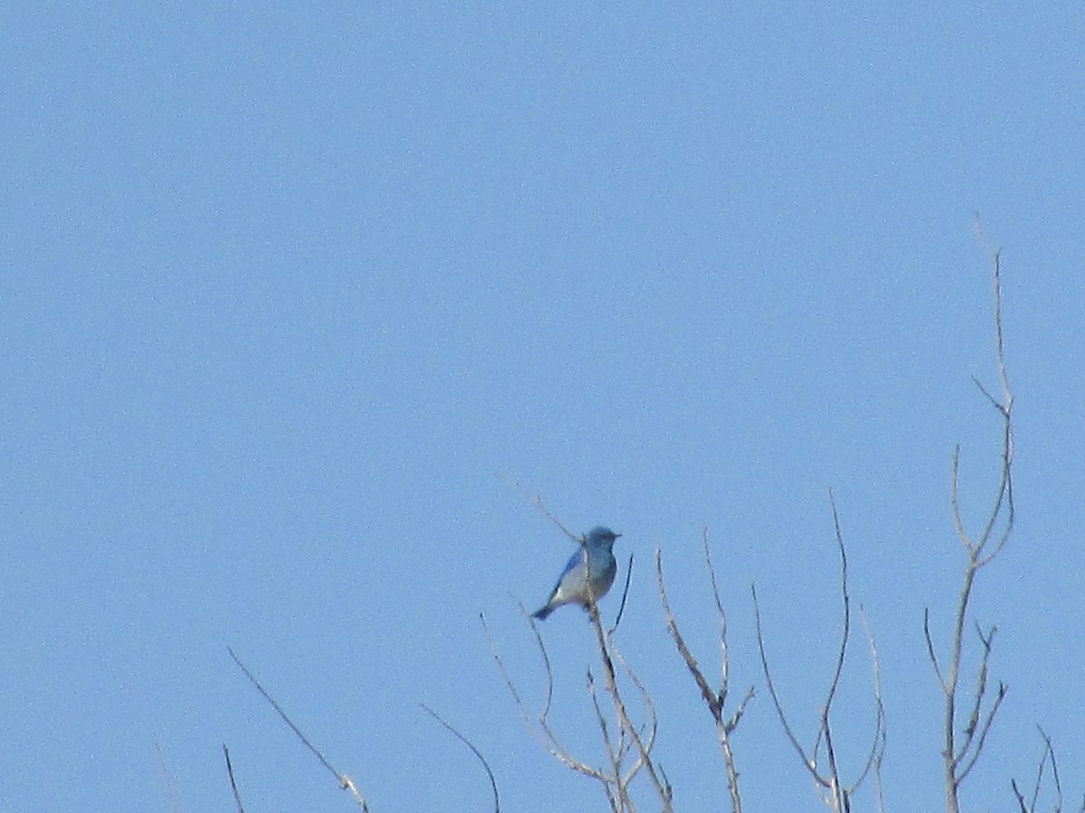 eBird Checklist - 16 Feb 2025 - Rocky Mountain Arsenal NWR - 27 species