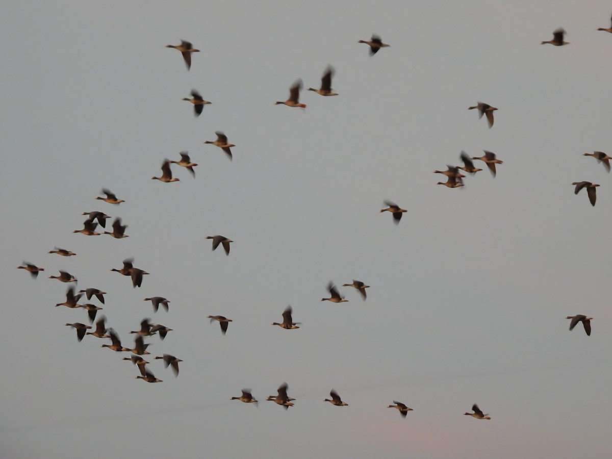 eBird Checklist - 17 Feb 2025 - Fowler Rd. Irrigation Pond - 40 species ...