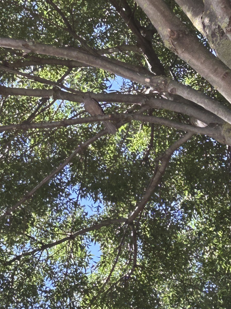 ML630893049 - Gray Falcon - Macaulay Library