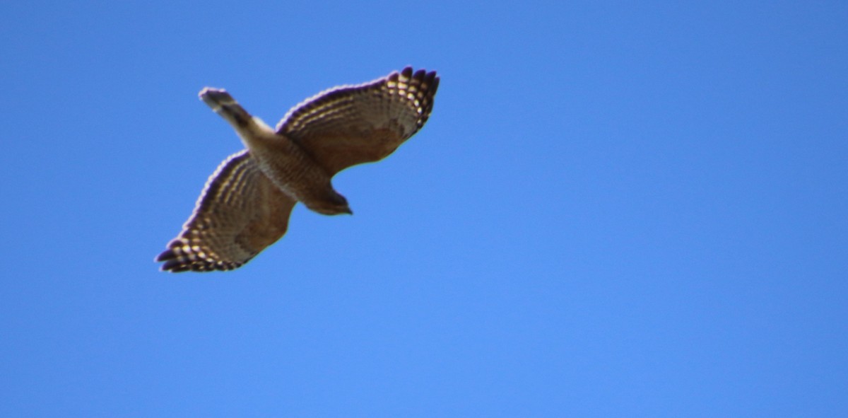 eBird Checklist - 17 Feb 2025 - Wing Haven Gardens and Bird Sanctuary ...