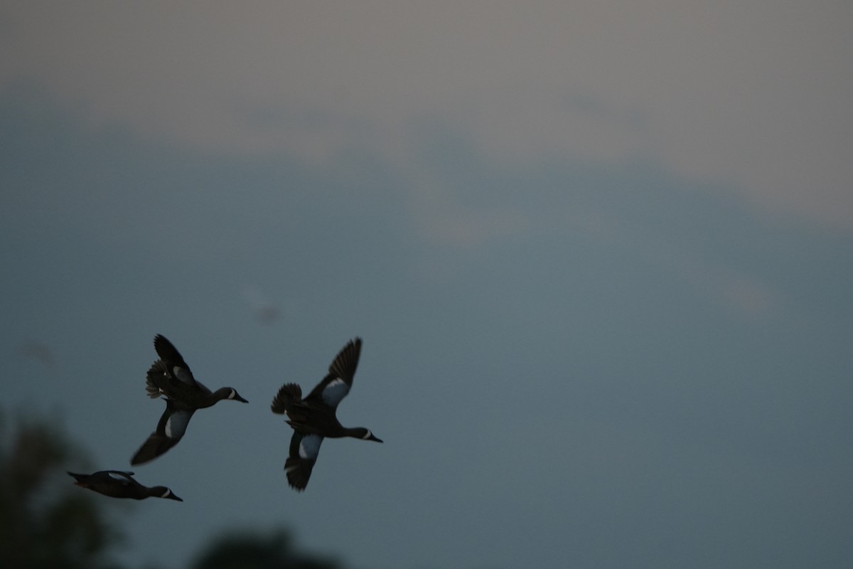 eBird Checklist - 18 Feb 2025 - Lake Woodruff NWR - 42 species