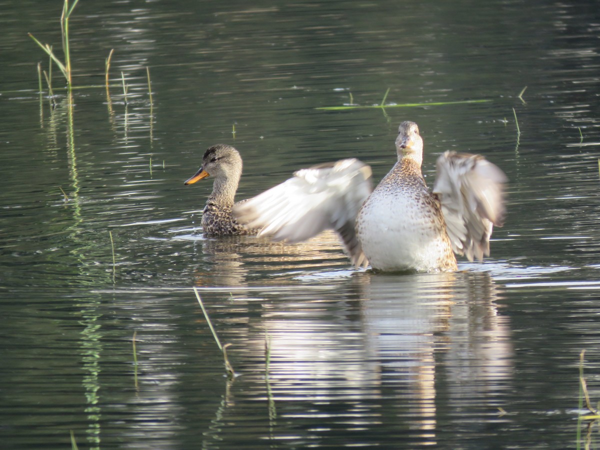 eBird Checklist - 18 Feb 2025 - Netanya - Vernal Pond Park נתניה - פארק ...