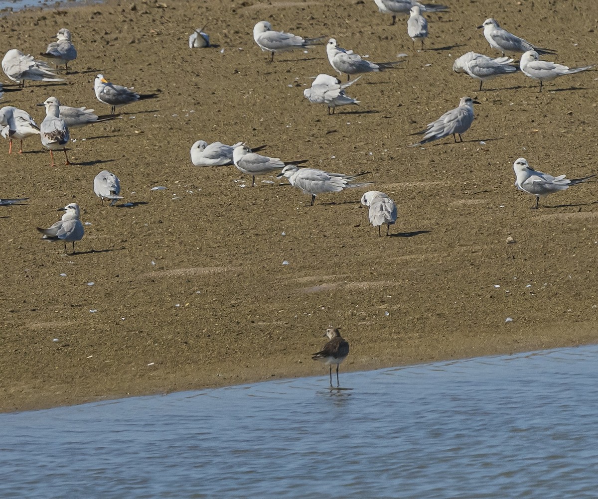 eBird Checklist - 15 Feb 2025 - Mokarsagar--Gosabara Creek (Mokar 1 ...