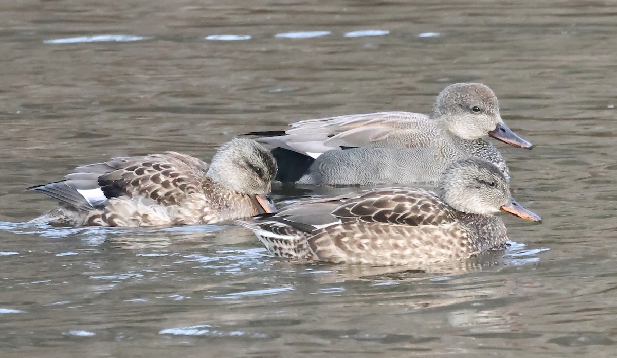 eBird Checklist - 18 Feb 2025 - C&O Canal--Violette's Lock - 31 species