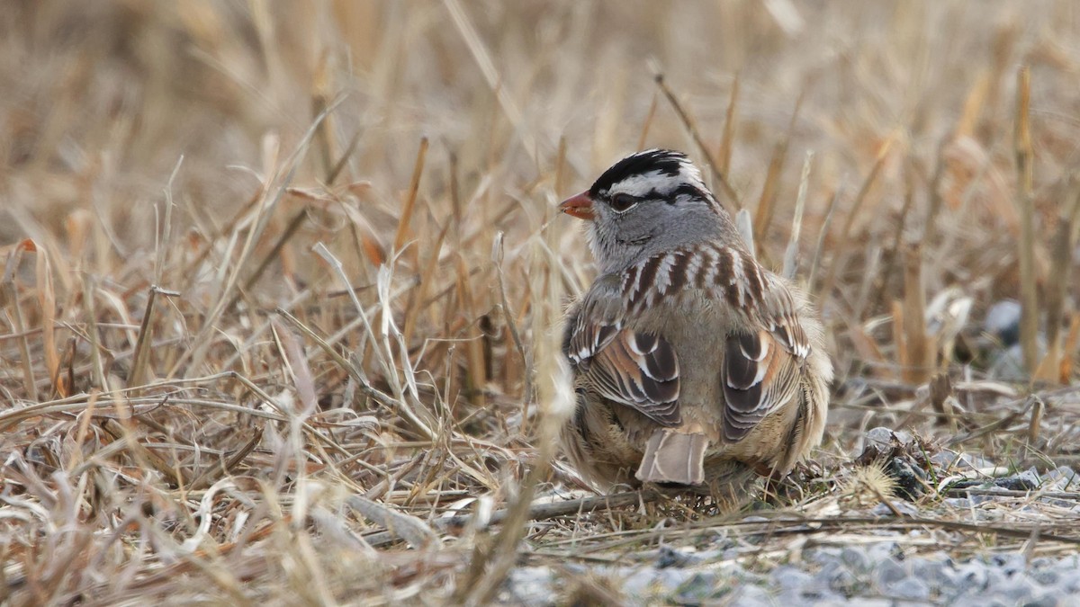 eBird Checklist - 18 Feb 2025 - Prime Hook NWR--Fowler Beach Rd./Fowler ...