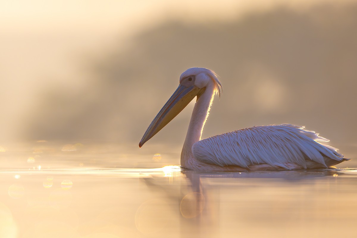 ML630909533 - Great White Pelican - Macaulay Library
