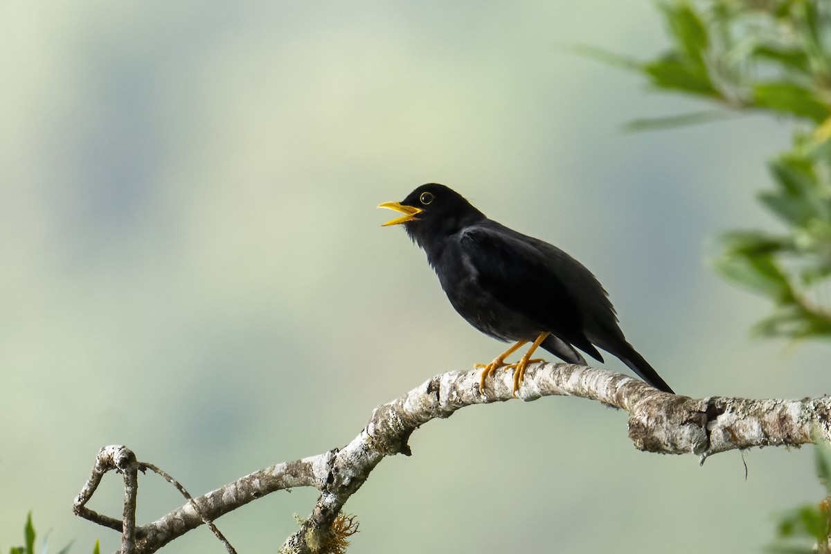 eBird Checklist - 31 Jan 2025 - Mountain House-Bird Lodge - 10 species