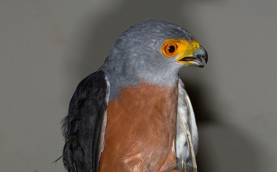 African Goshawk (Red-chested) - eBird