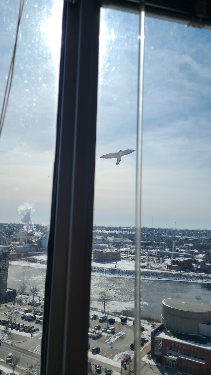 eBird Checklist - 18 Feb 2025 - 425 2nd St SE, 11th Floor Window View ...