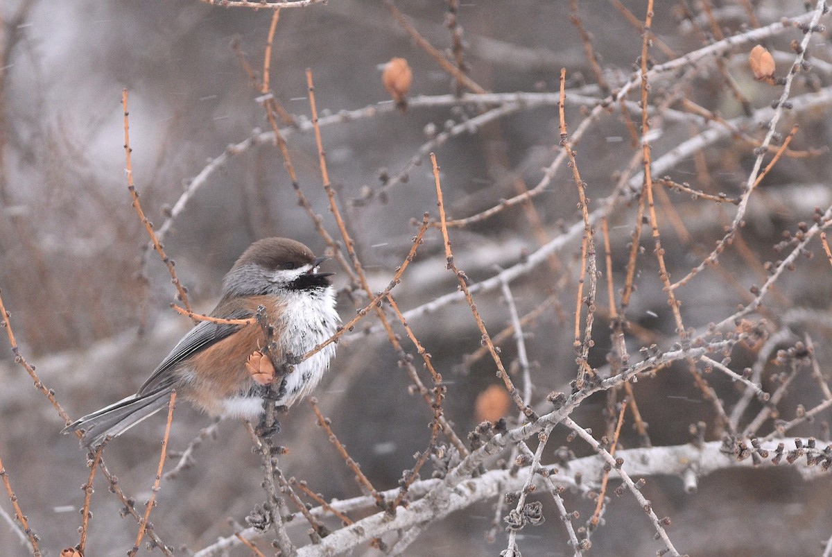 eBird Checklist - 18 Feb 2025 - Road 652, Cochrane, Unorganized, North ...