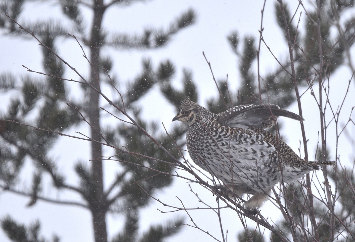 eBird Checklist - 18 Feb 2025 - Road 652, Cochrane, Unorganized, North ...