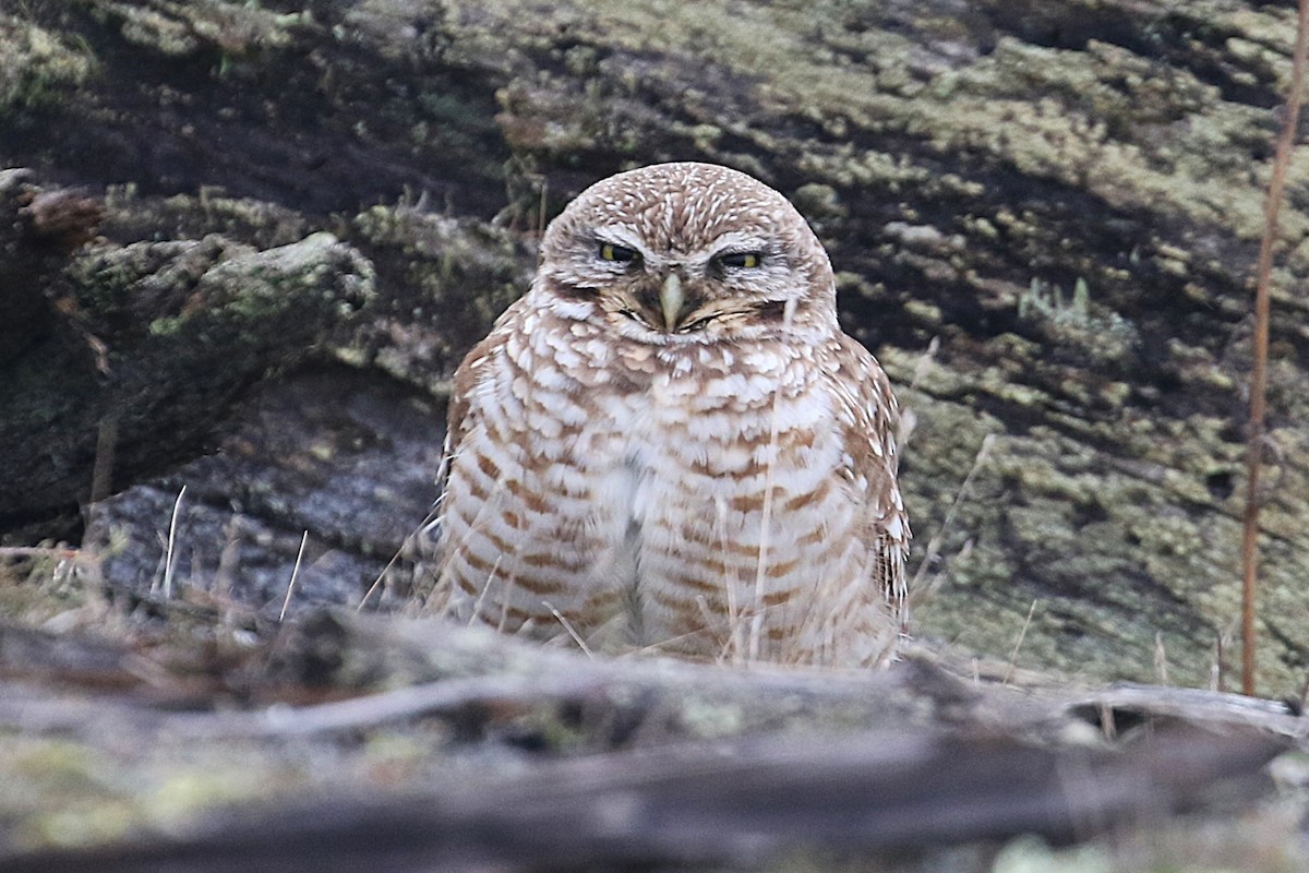 ML630921546 - Burrowing Owl - Macaulay Library