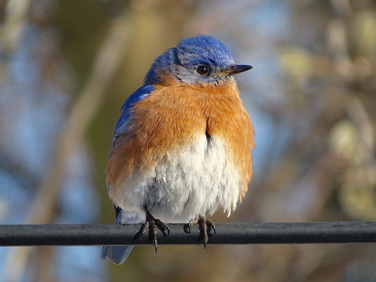 Great Backyard Bird Count Checklist - 16 Feb 2025 - My yard Chippewa ...