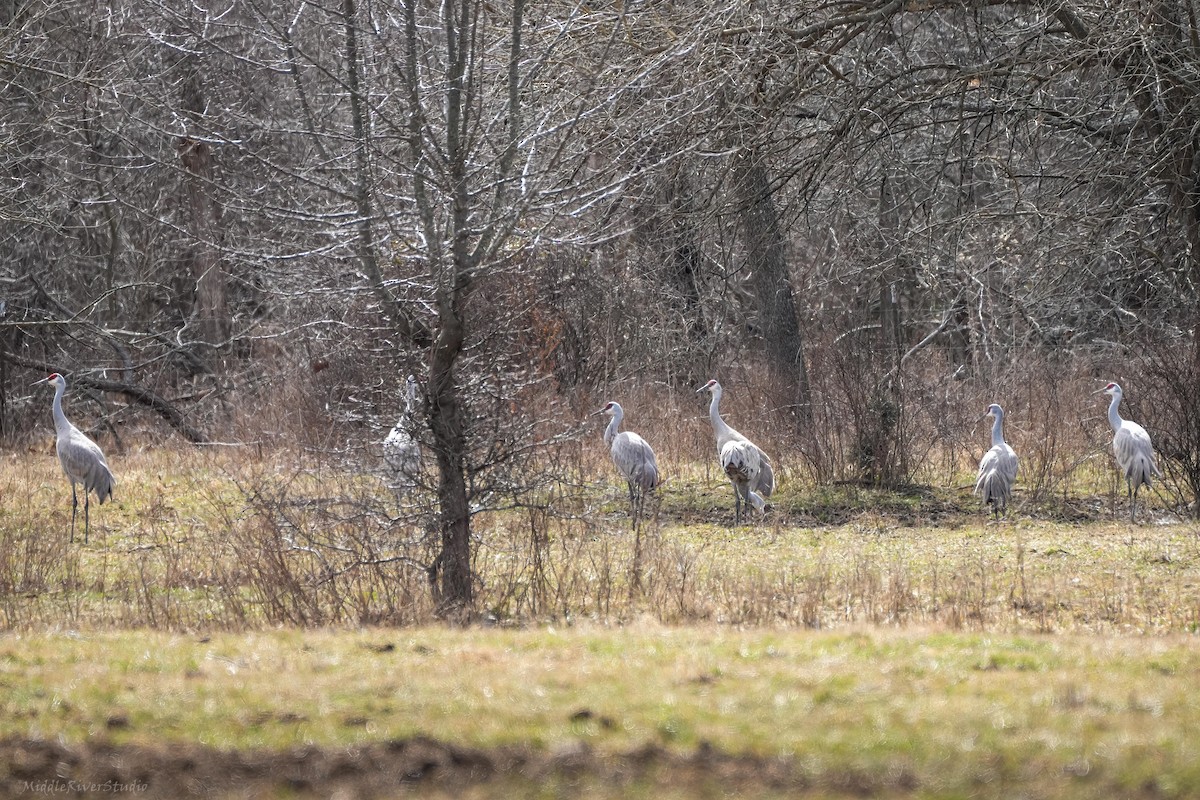 eBird Checklist - 18 Feb 2025 - Cowbane Prairie Natural Area Preserve ...