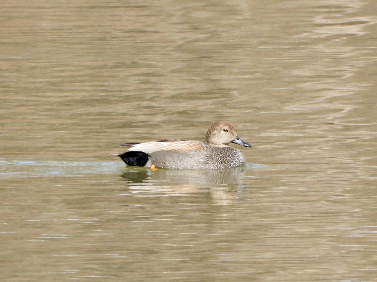eBird Checklist - 18 Feb 2025 - Clayton Co. Water Authority--Lake ...