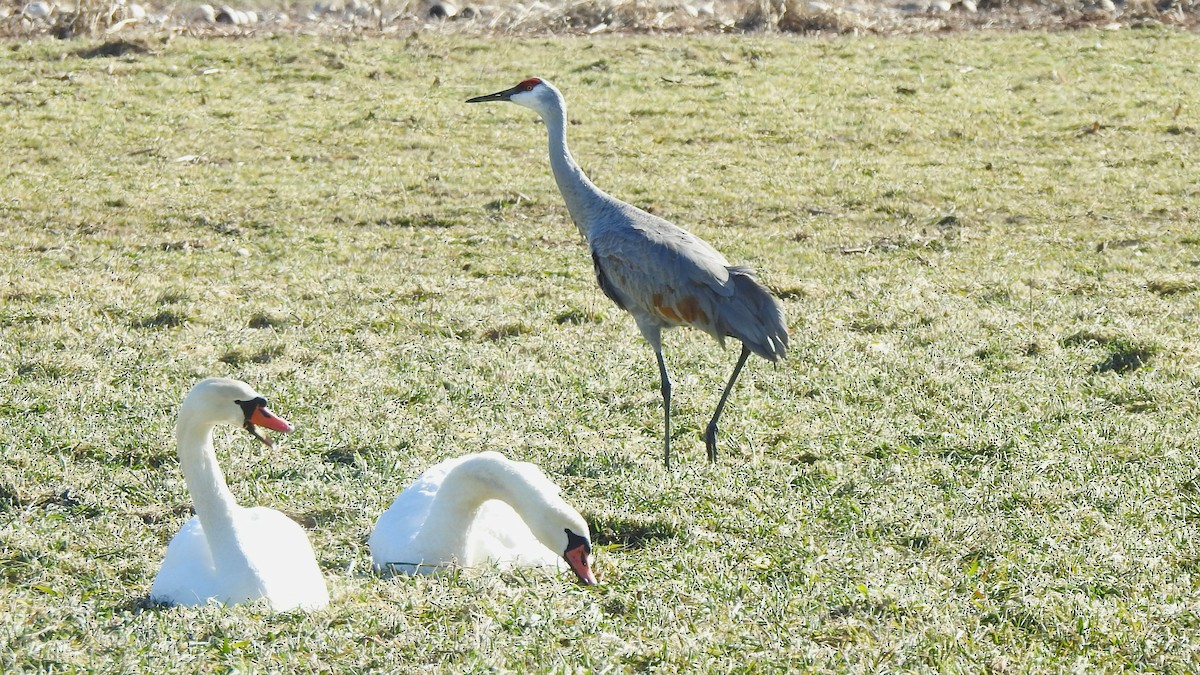 eBird Checklist - 18 Feb 2025 - Horsemill Ln. - 2 species