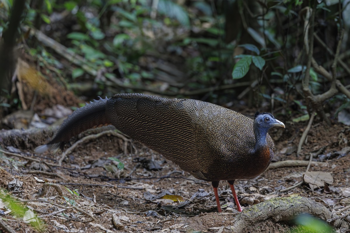 eBird Checklist - 17 Feb 2025 - Taman Negara NP--Merapoh - 37 species