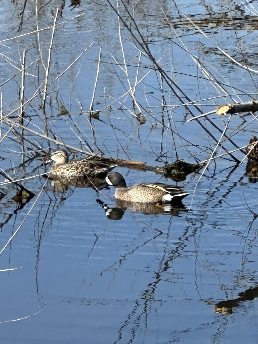 eBird Checklist - 18 Feb 2025 - Ferrari Ranch Ponds - 44 species