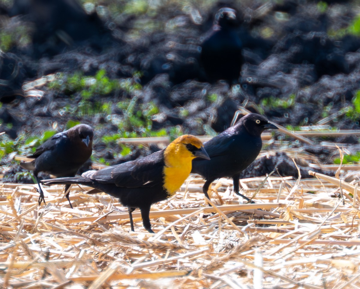 eBird Checklist - 18 Feb 2025 - Moro Cojo Slough and/or fields to Moro ...