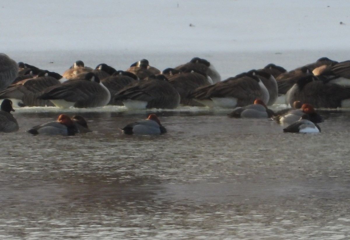 eBird Checklist - 18 Feb 2025 - Donald W. Barnes Boat Launch - 11 species