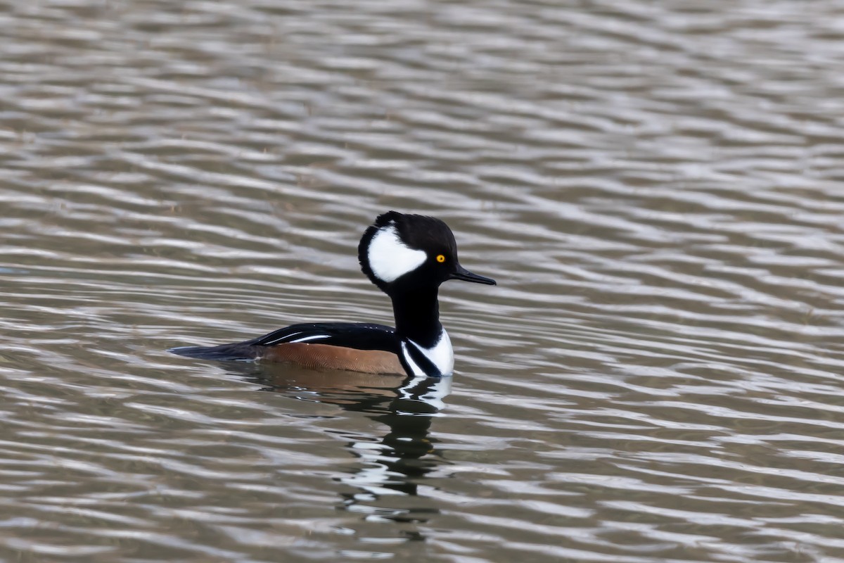eBird Checklist - 17 Feb 2025 - New Lexington Reservoir 1A - 3 species