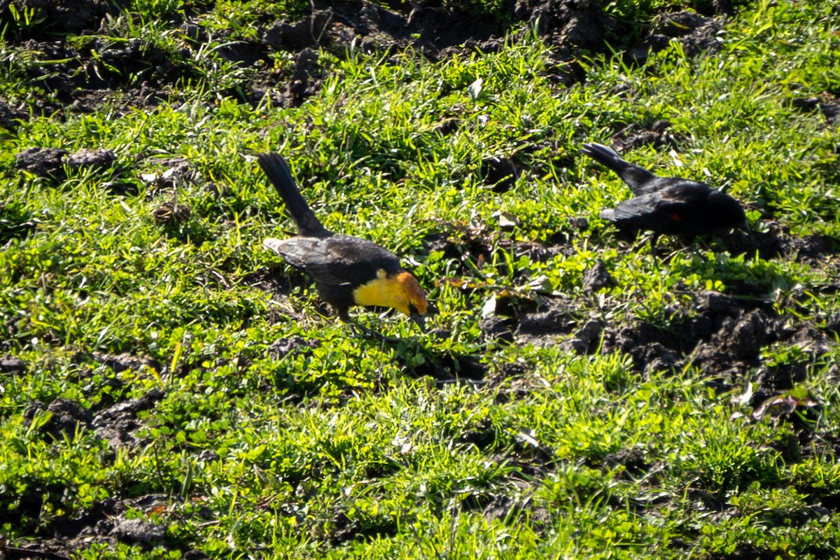 eBird Checklist - 18 Feb 2025 - Moro Cojo Slough and/or fields to Moro ...