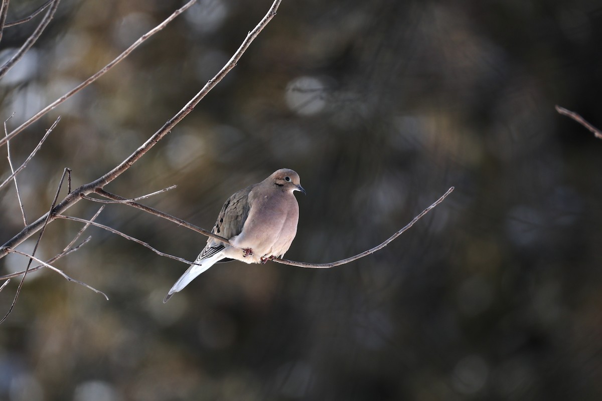Israel Breeding Bird Atlas Checklist - 14 Feb 2025 - Kingston--Lemoine ...
