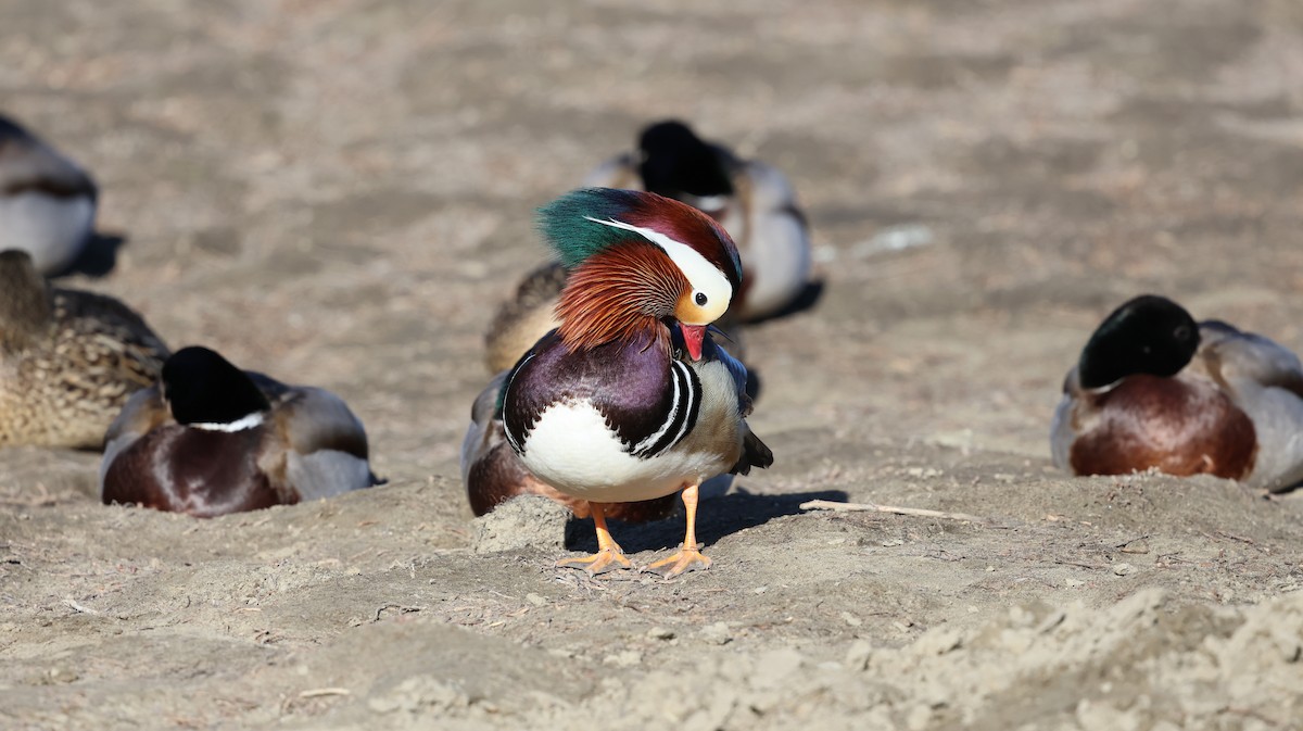 eBird Checklist - 18 Feb 2025 - Prescott--Lynx Lake - 20 species (+3 ...