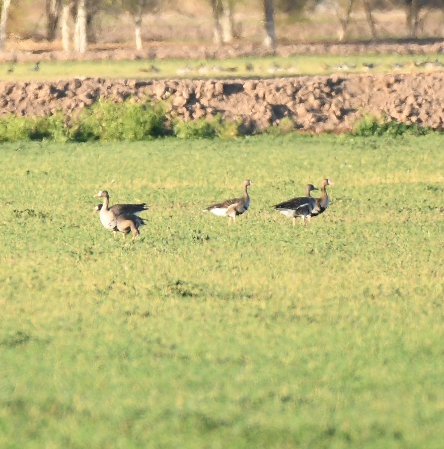 eBird Checklist - 18 Feb 2025 - Cibola NWR--Goose Loop auto tour - 21 species