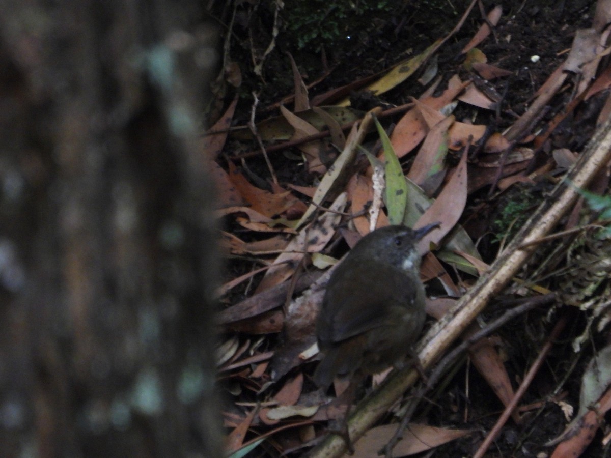eBird Checklist - 19 Feb 2025 - Melba Gully State Park - 13 species