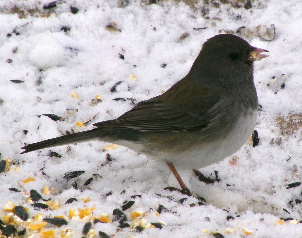 eBird Checklist - 19 Feb 2025 - Frank Lyne's Farm (Private) stakeout ...